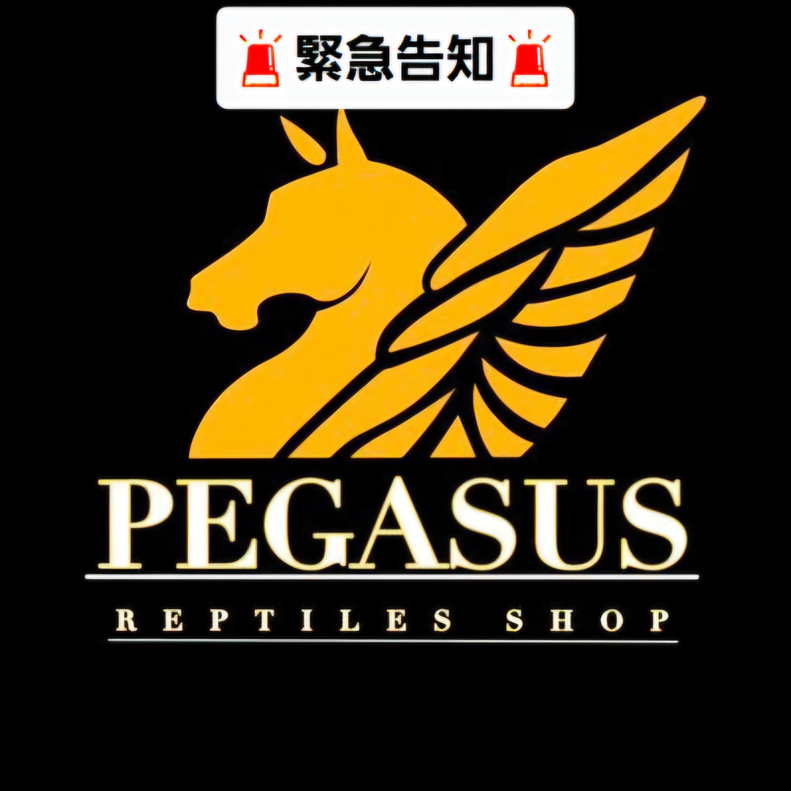 入荷速報 | レプタイルズショップ ペガサス