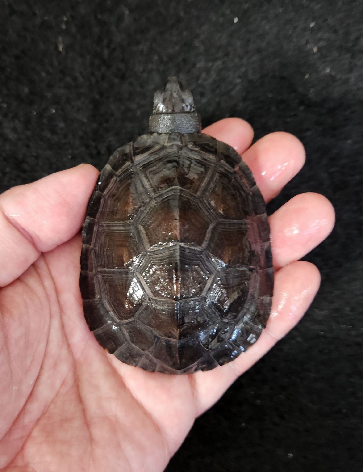 カントンクサガメ | レプタイルズショップ ペガサス