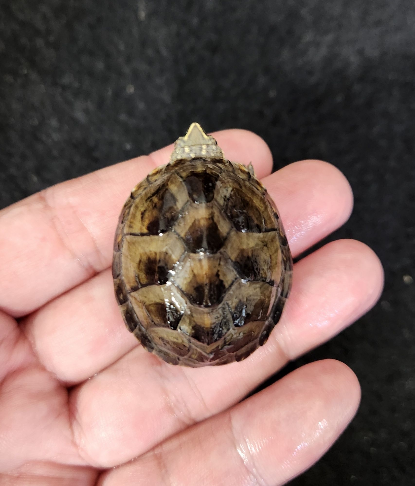 ミシシッピニオイガメ ベビ～ | レプタイルズショップ ペガサス