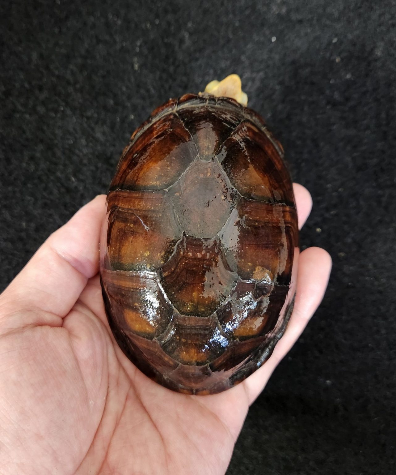 キタシロクチドロガメ メス | レプタイルズショップ ペガサス