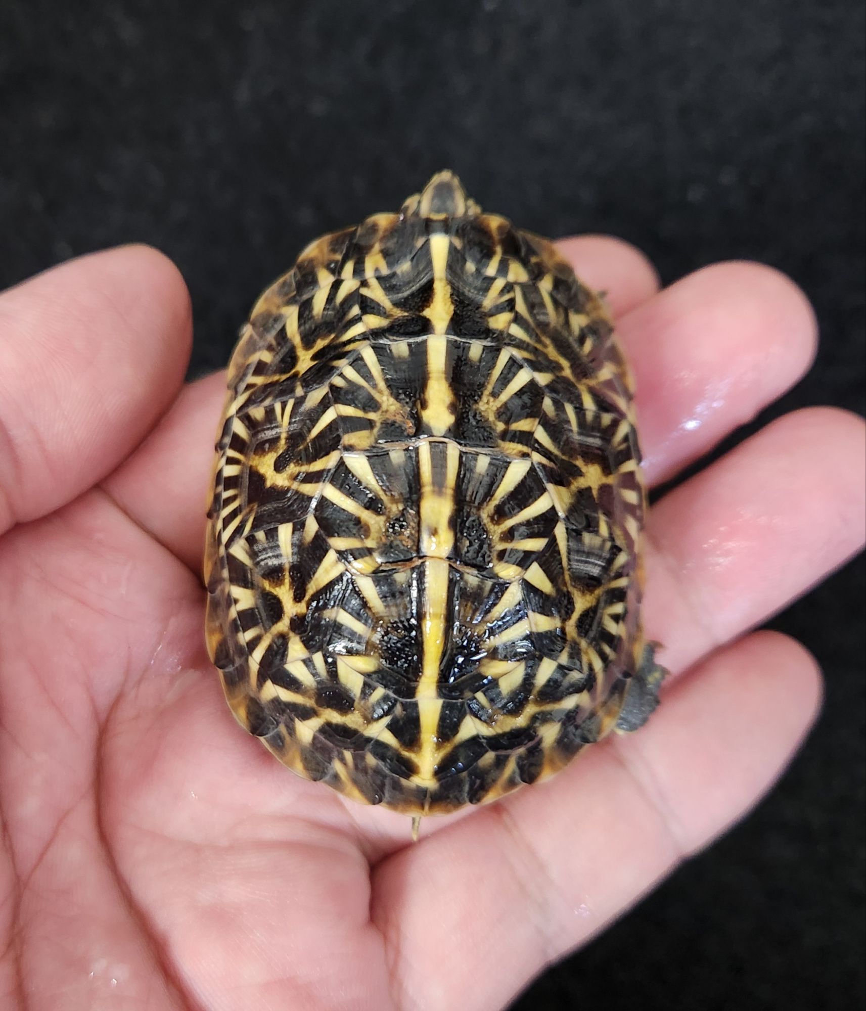 フロリダハコガメ【国内CB】 | レプタイルズショップ ペガサス